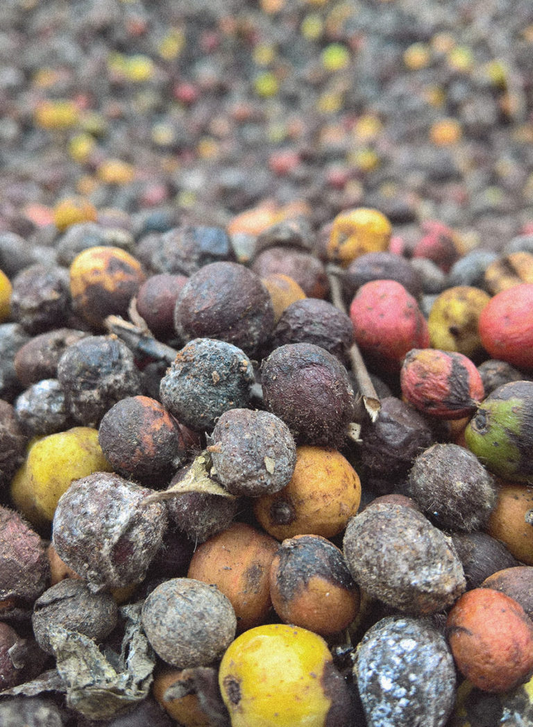 Catimor - KHE SANH, QUẢNG TRỊ – Vietnam Coffee Republic